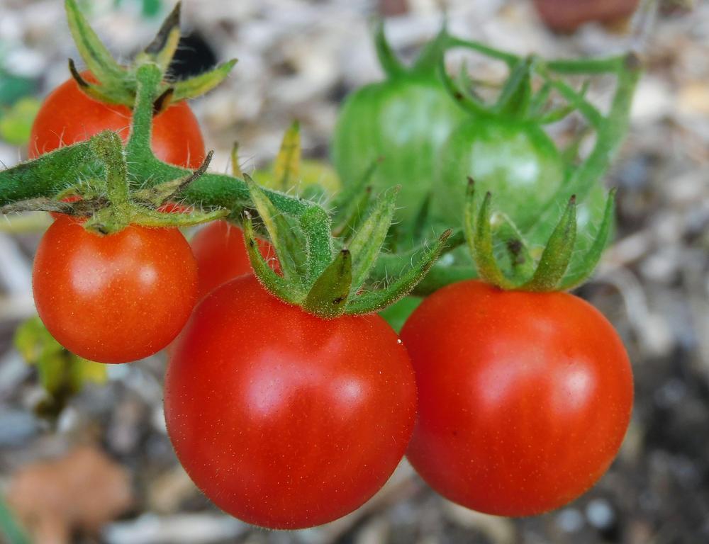 Photo of the fruit of Tomato (Solanum lycopersicum 'Sweetie') posted by ...