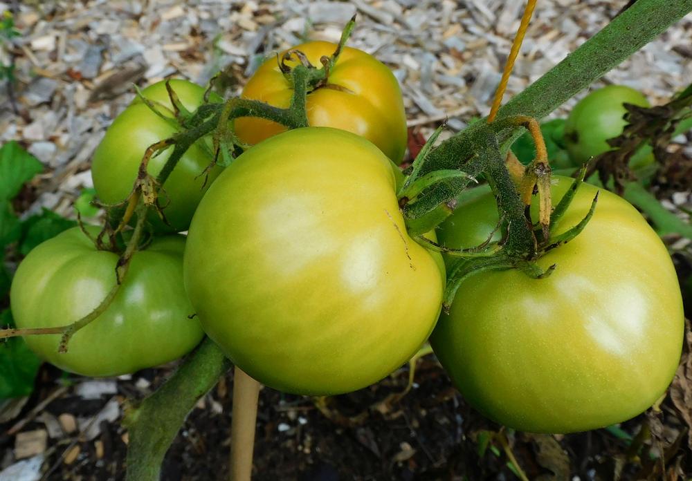 Photo of the fruit of Tomato (Solanum lycopersicum 'Manitoba') posted ...