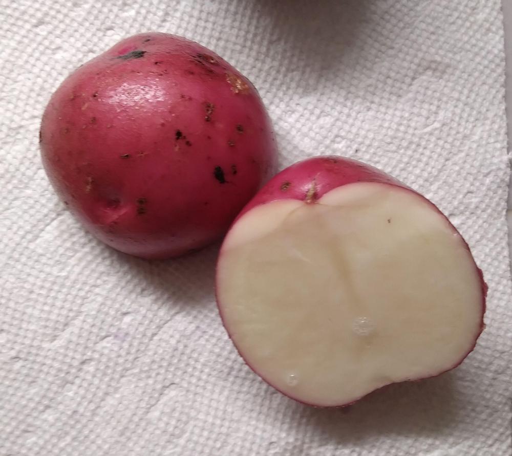 Photo of the roots of Potato (Solanum tuberosum 'Fenway Red') posted by ...