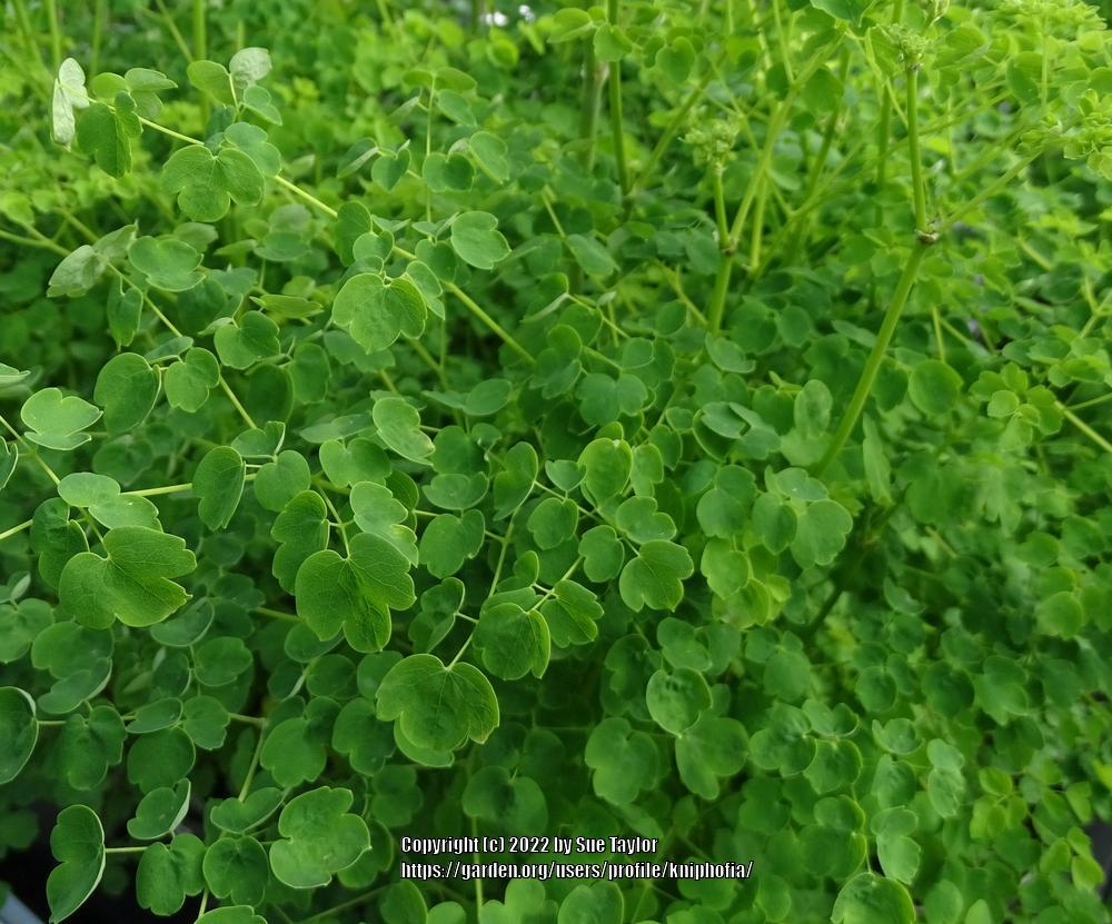 Photo of the leaves of Meadow Rue (Thalictrum Splendide White) posted ...