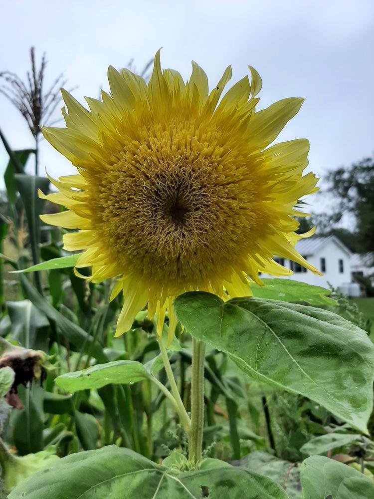 Sunflower (Helianthus annuus 'Lemon Aura') in the Sunflowers Database ...