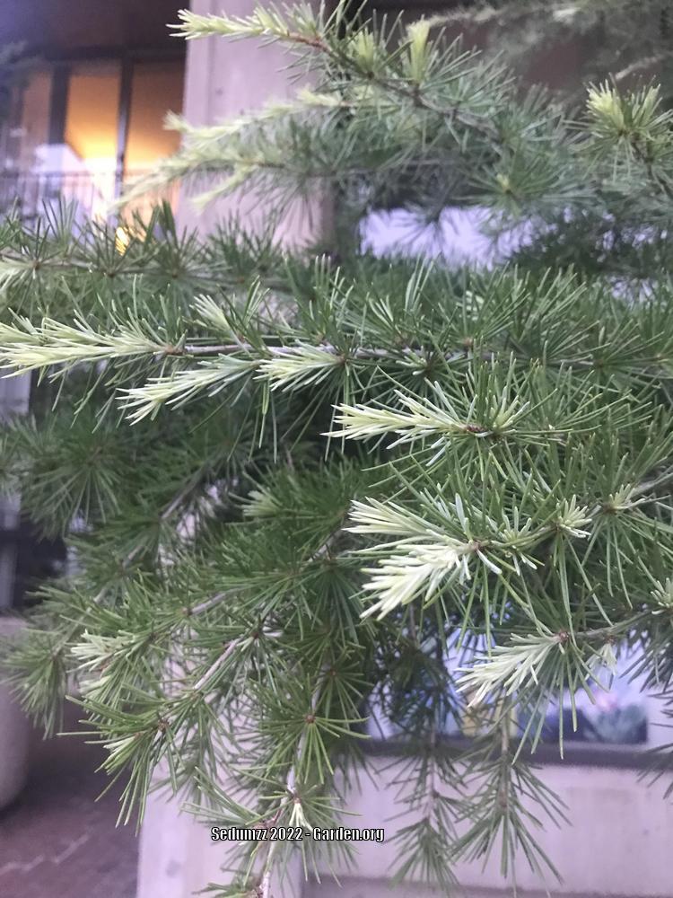 Deodar Cedar (Cedrus deodara 'Albospica') - Garden.org