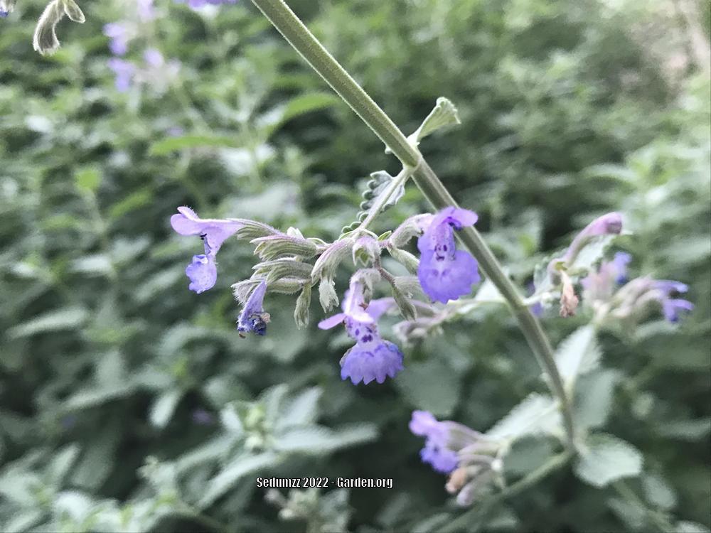 Photo of the bloom of Catmints (Nepeta) posted by sedumzz - Garden.org