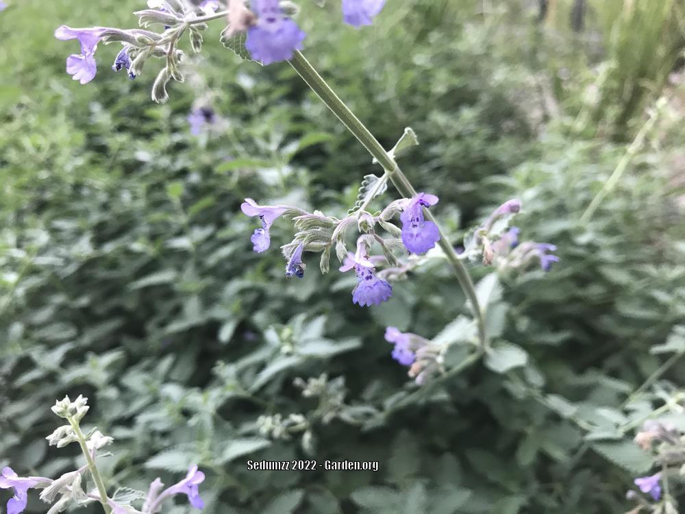 Photo of the bloom of Catmints (Nepeta) posted by sedumzz - Garden.org