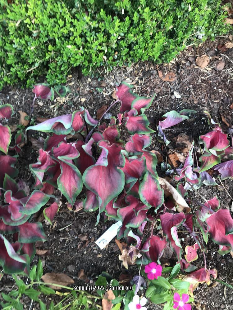 Photo of the entire plant of Lance-leaf Caladium (Caladium 'Red Ruffles ...