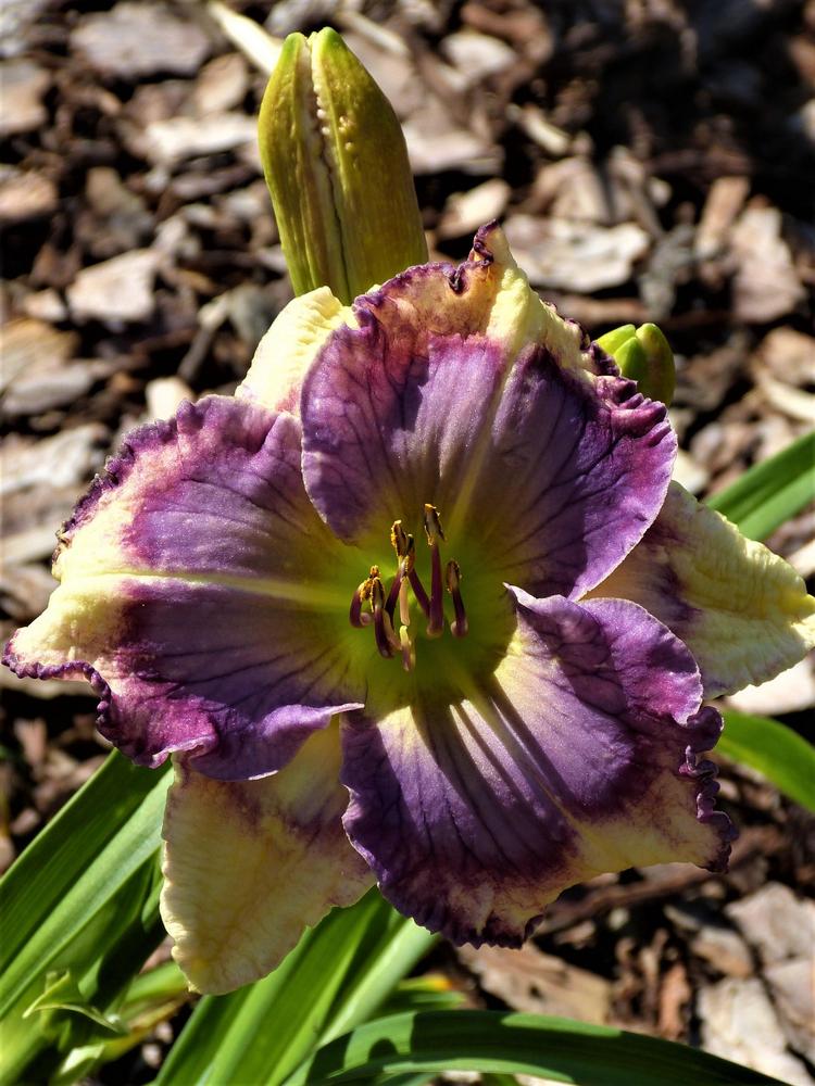 Photo of the bloom of Daylily (Hemerocallis 'Spacecoast Pansy Face ...