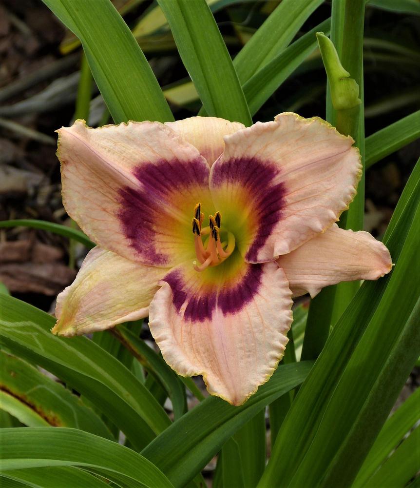 Photo of the bloom of Daylily (Hemerocallis 'Wineberry Candy') posted ...