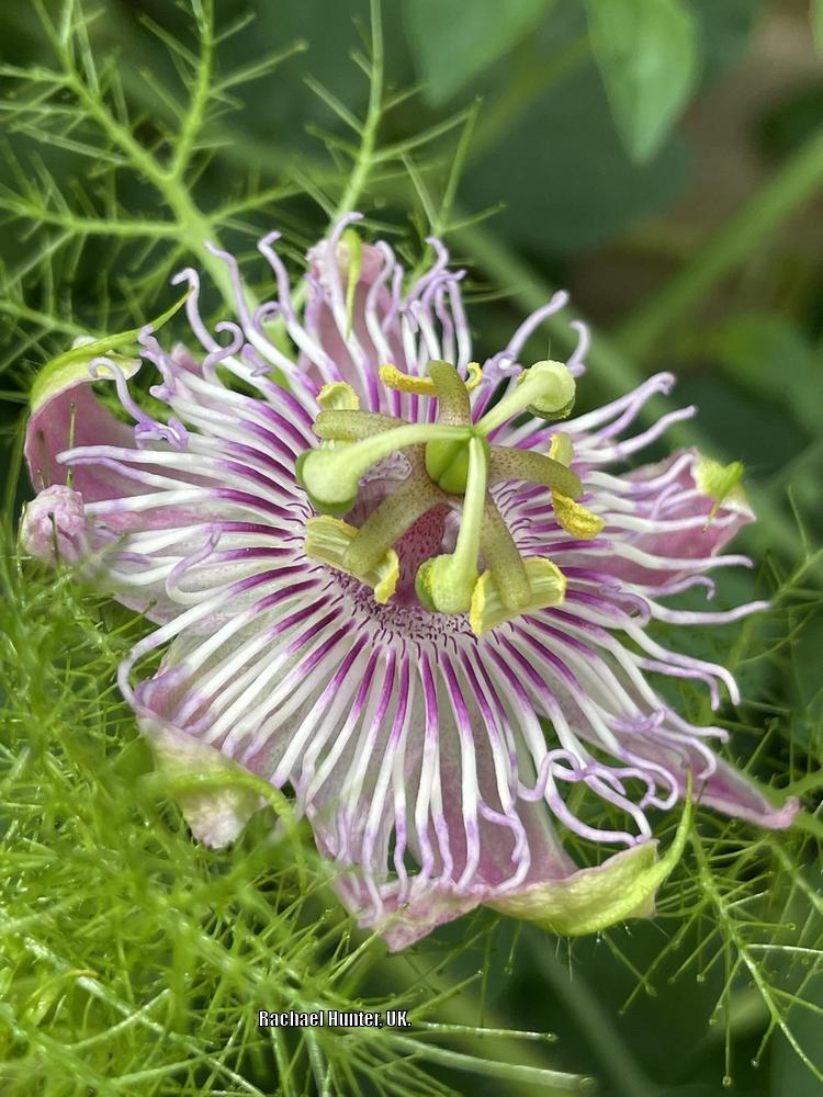 Photo of the stamens, filaments and pistils of Passion Vine (Passiflora ...