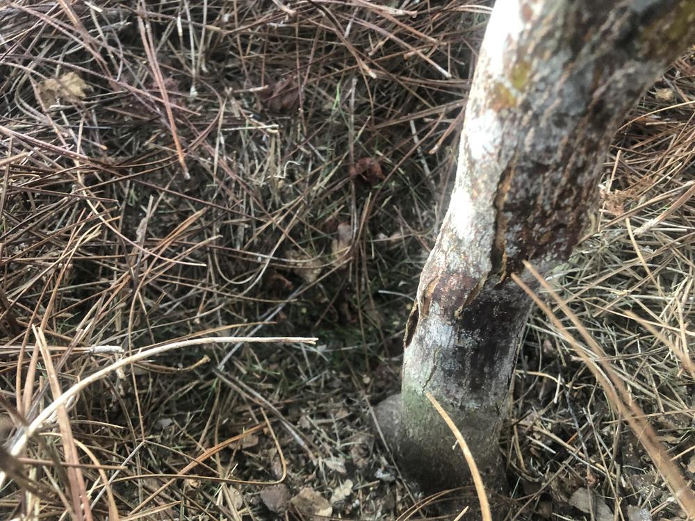 Japanese maple bark splitting in the Ask a Question forum - Garden.org