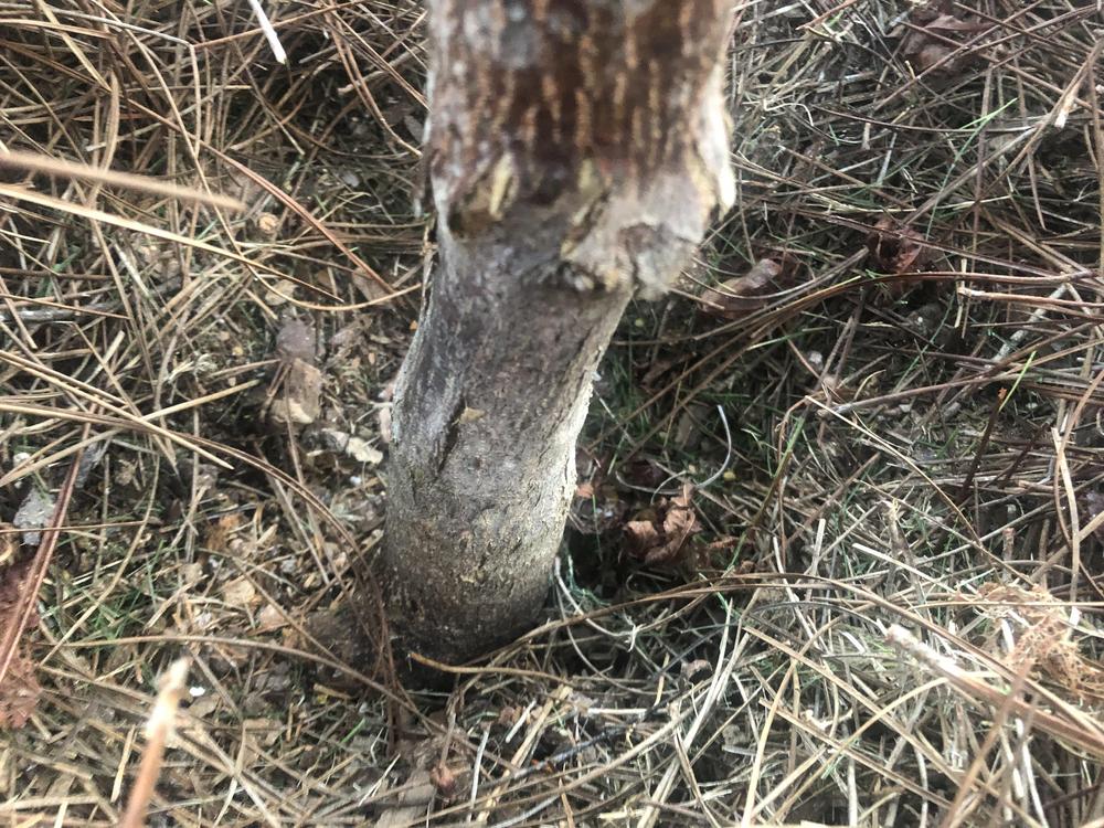 Japanese maple bark splitting in the Ask a Question forum - Garden.org