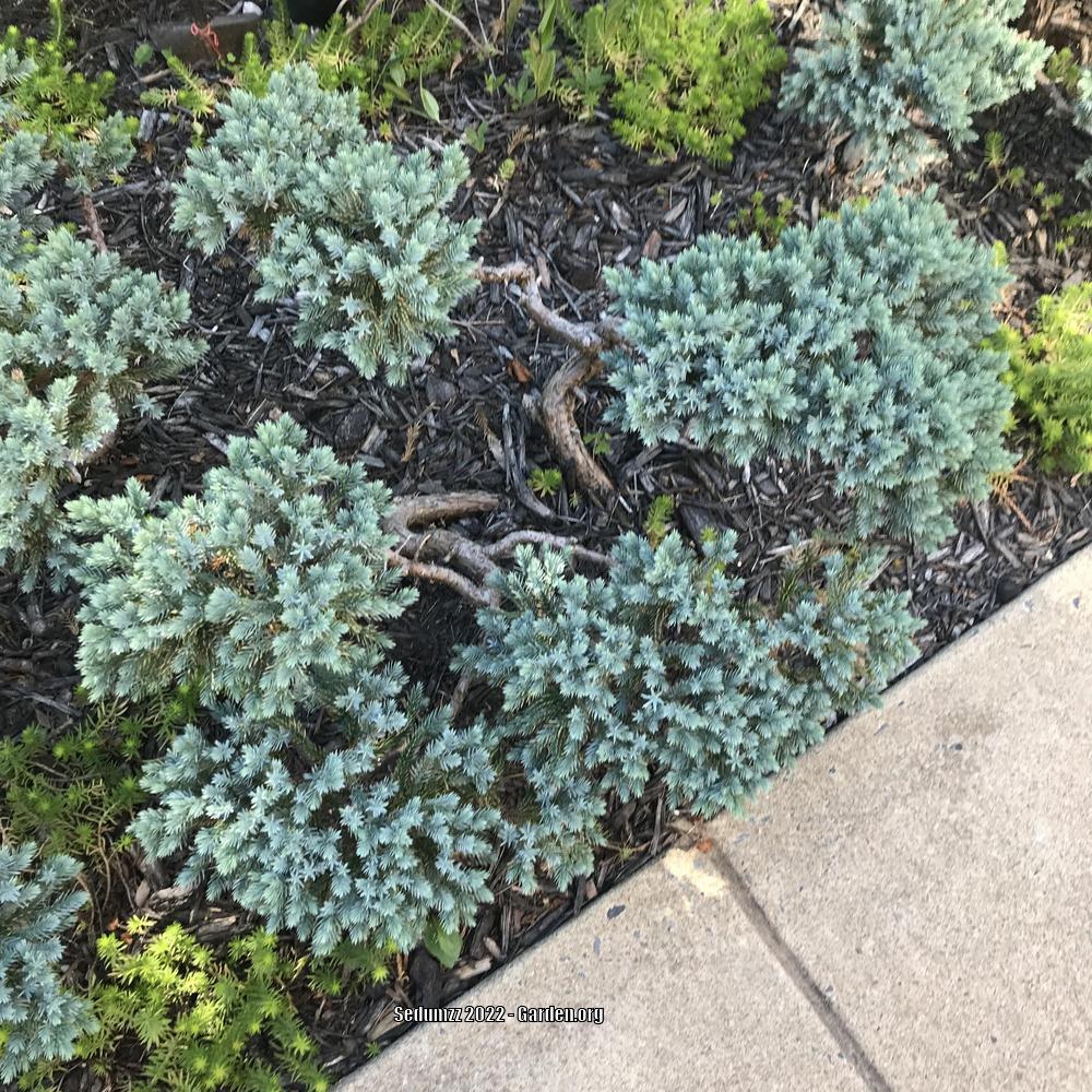 Photo of the entire plant of Flaky Juniper (Juniperus squamata 'Blue ...