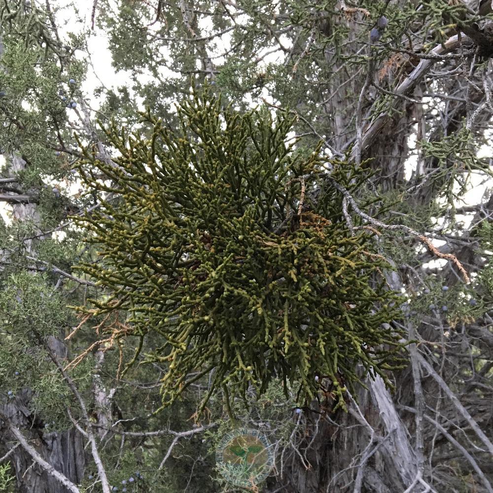 Photo of the entire plant of Juniper Mistletoe (Phoradendron ...