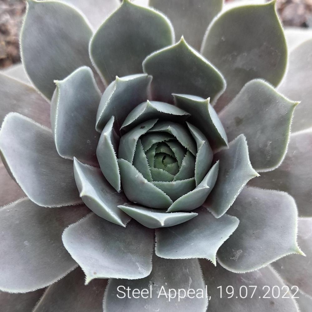 Photo of the entire plant of Hen and chicks (Sempervivum 'Steel Appeal ...