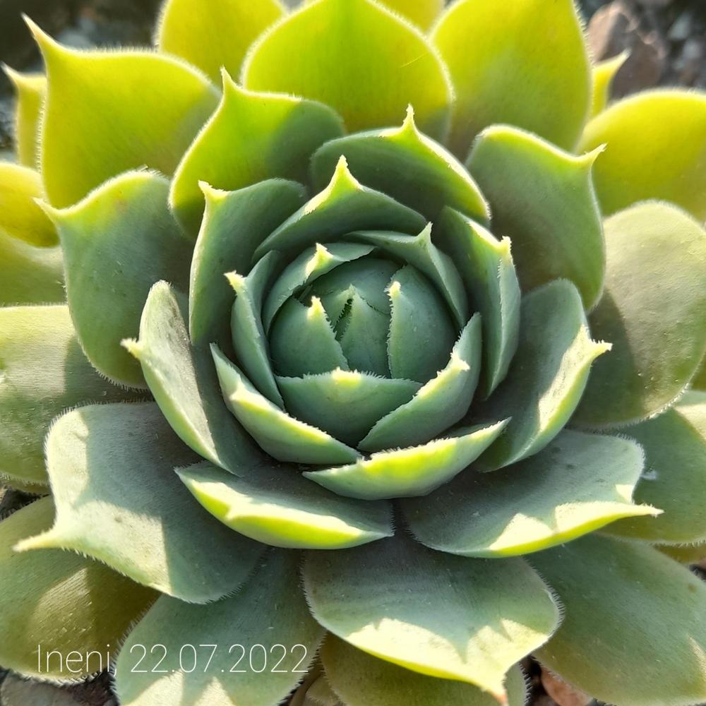 Photo of the entire plant of Hen and Chicks (Sempervivum 'Ineni ...