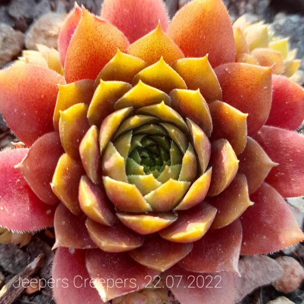 Hen and Chicks (Sempervivum 'Jeepers Creepers') in the Sempervivum ...
