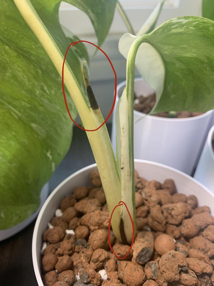 Albo Monstera new leaf dead 😫 in the Ask a Question forum - Garden.org