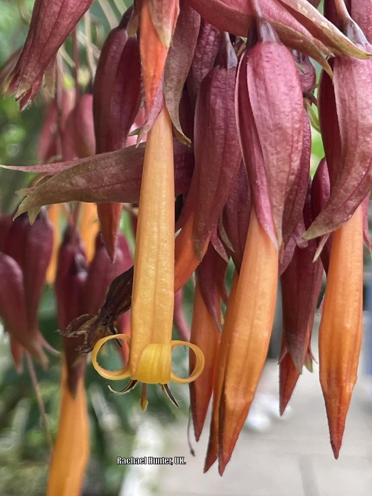 Photo of the bloom of Golden Fuchsia (Deppea splendens) posted by ...