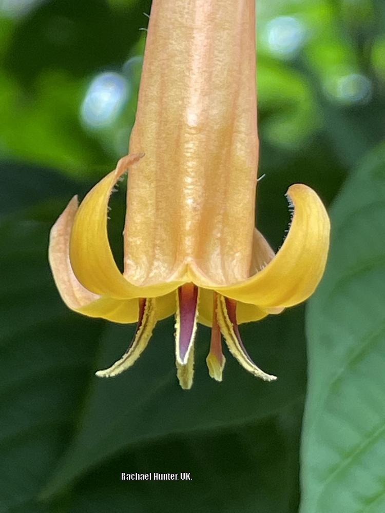 Photo of the stamens, filaments and pistils of Golden Fuchsia (Deppea ...