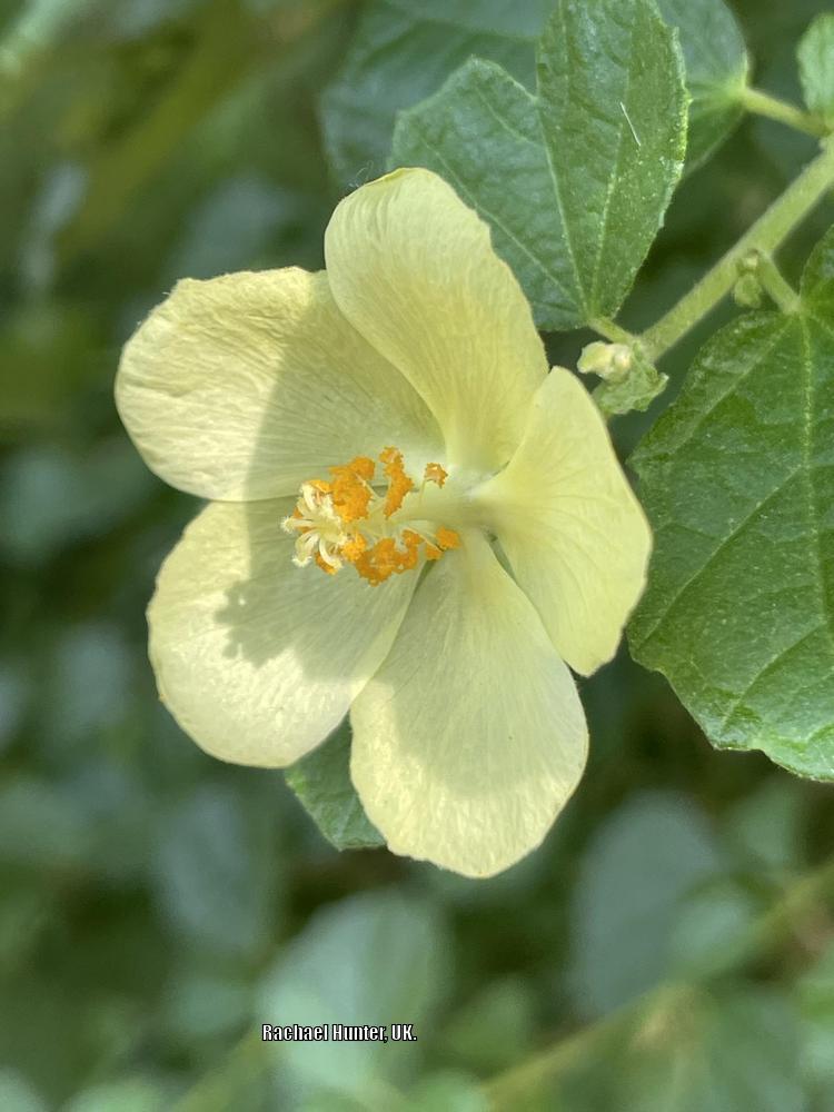 Photo of the bloom of Yellow Mallow (Pavonia praemorsa) posted by ...
