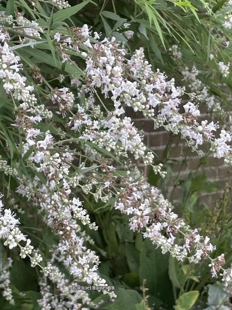 Photo of the bloom of Vitex (Vitex agnus-castus 'Alba') posted by ...