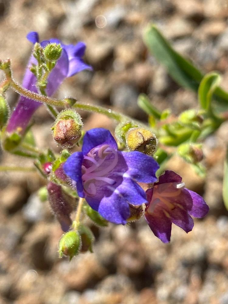 Photo of the bloom of Roezl's Penstemon (Penstemon roezlii) posted by ...