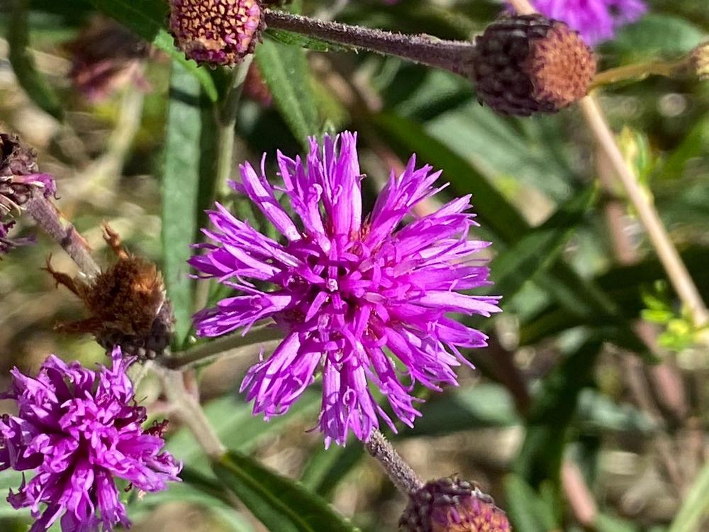 Photo of the bloom of Woolly ironweed (Vernonia lindheimeri) posted by ...