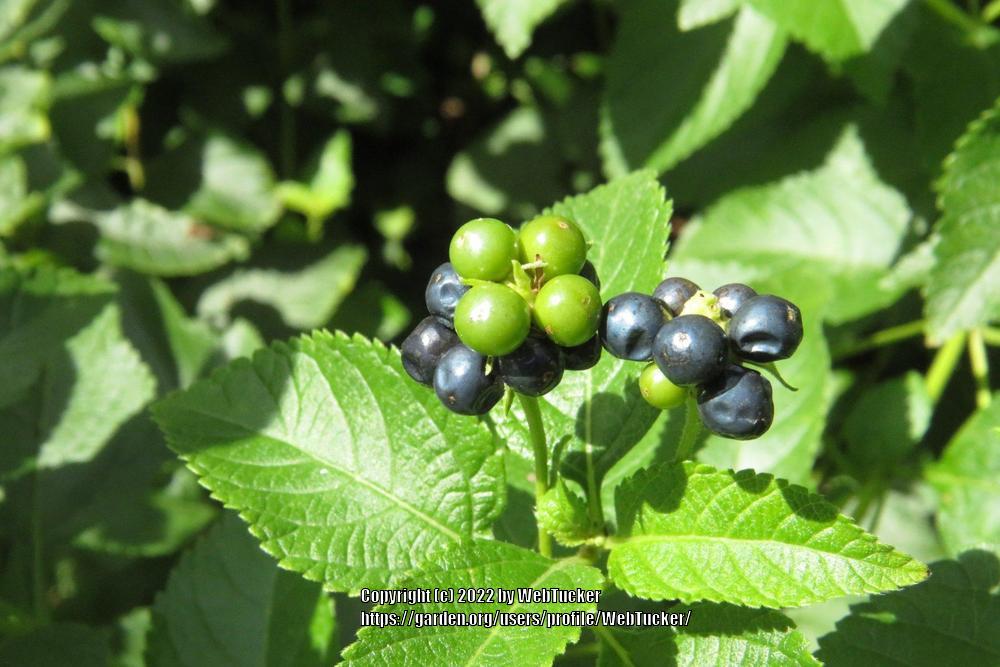 Photo of the fruit of Lantanas (Lantana) posted by WebTucker - Garden.org