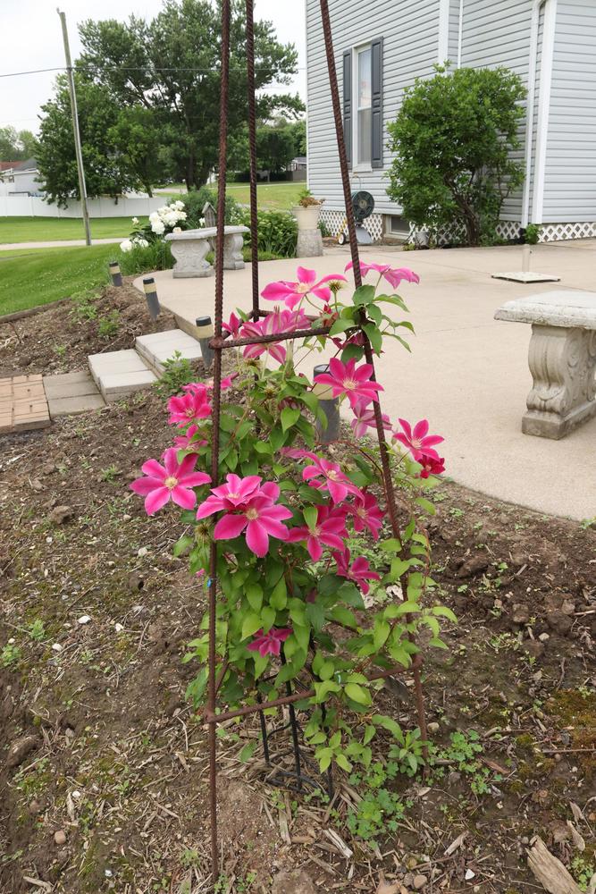 Photo of the entire plant of Clematis Acropolis™ posted by blue23rose ...