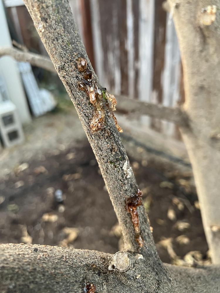 Sap oozing from mature orange tree in the Ask a Question forum - Garden.org