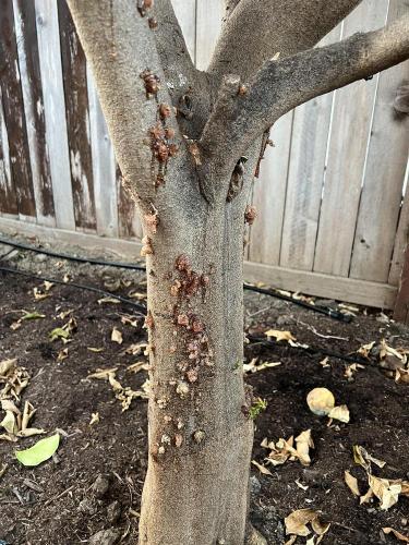 Sap oozing from mature orange tree in the Ask a Question forum - Garden.org