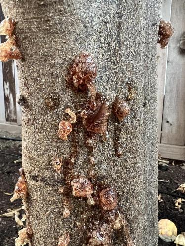 Sap oozing from mature orange tree in the Ask a Question forum - Garden.org