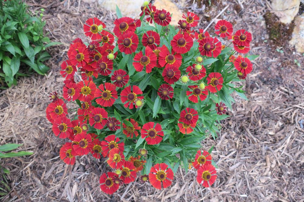 Photo of the entire plant of Sneezeweed (Helenium autumnale Mariachi ...