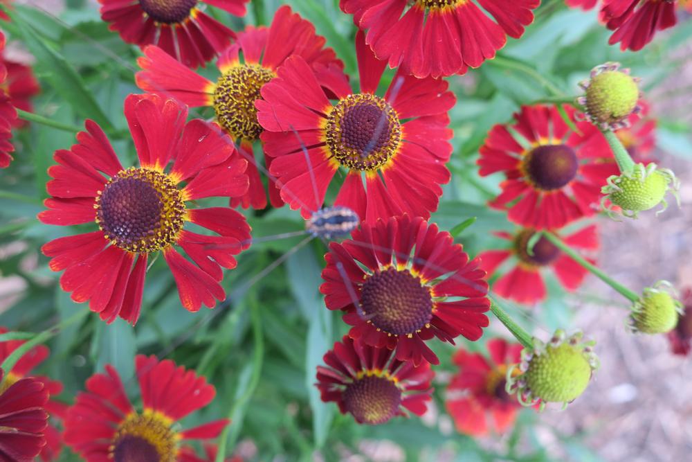 Photo of the bloom of Sneezeweed (Helenium autumnale Mariachi™ Salsa ...