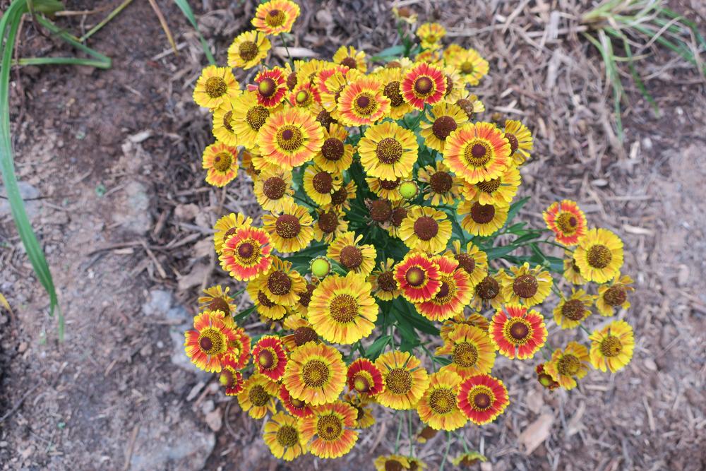 Photo of the entire plant of Sneezeweed (Helenium autumnale Mariachi ...