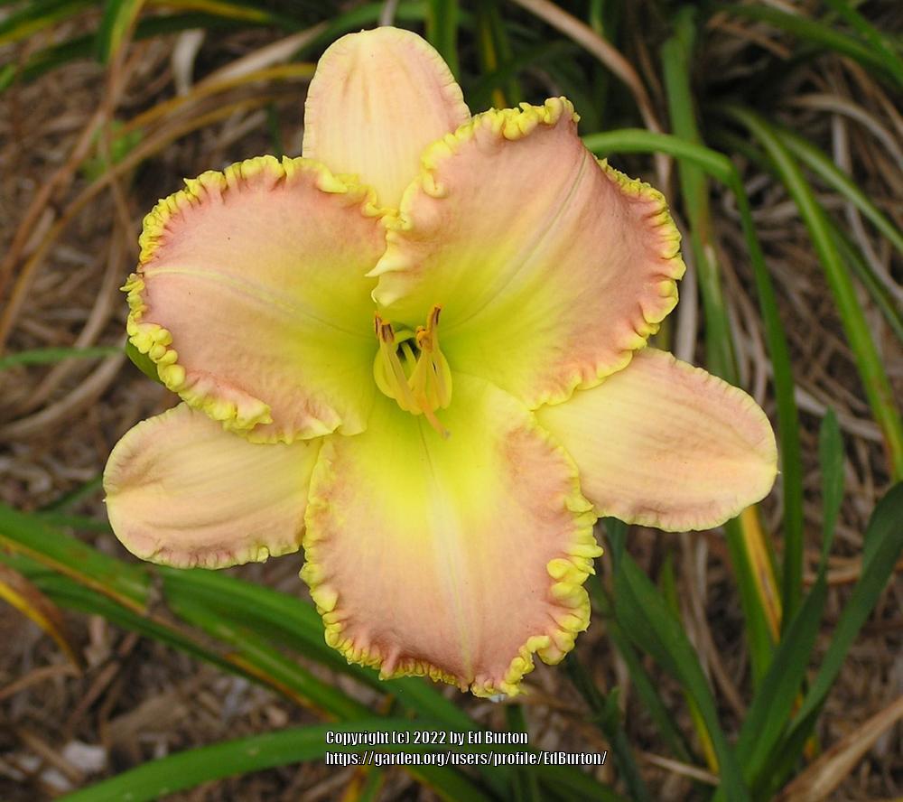 Photo of the bloom of Daylily (Hemerocallis 'Angels on Our Shoulders ...