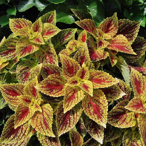 Coleus (Coleus scutellarioides 'Florida Inferno') in the Coleus ...