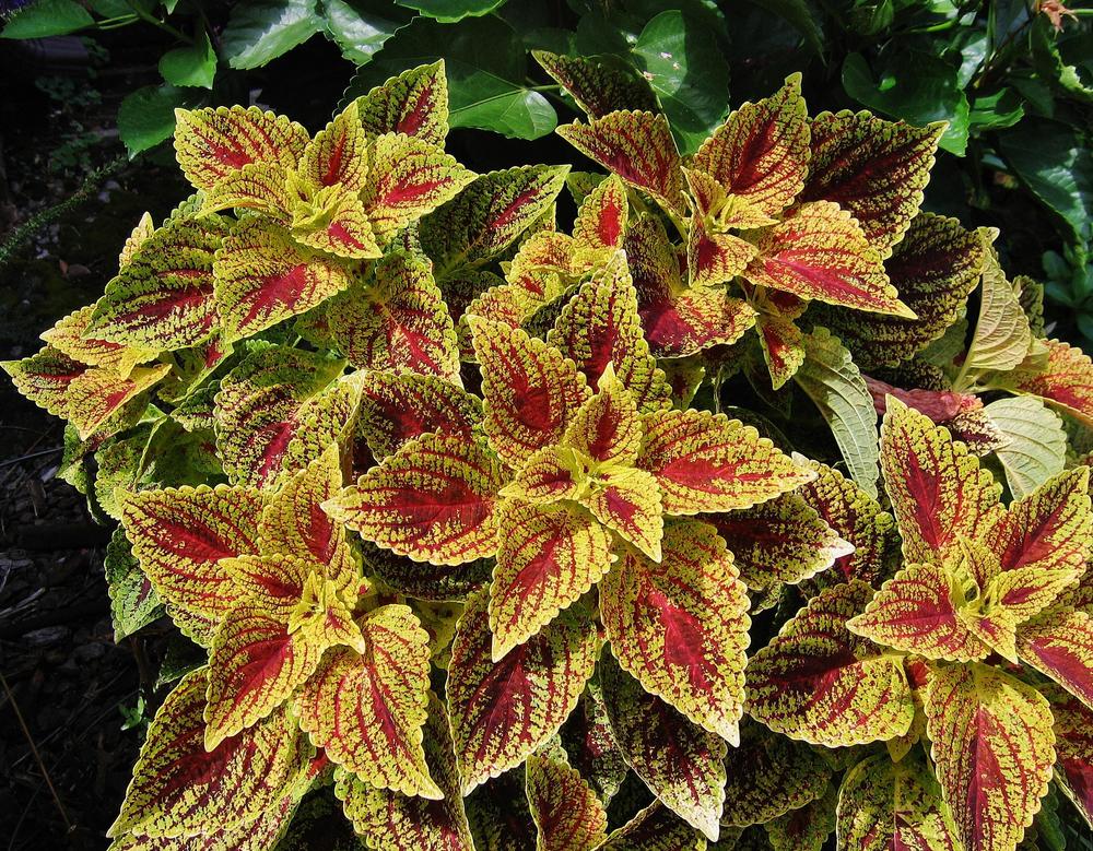 Coleus (Coleus scutellarioides 'Florida Inferno') in the Coleus ...