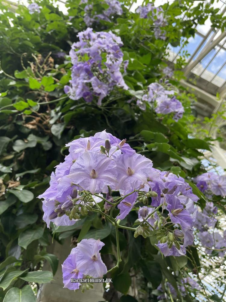 Photo of the bloom of Costa Rica Nightshade (Solanum wendlandii) posted ...