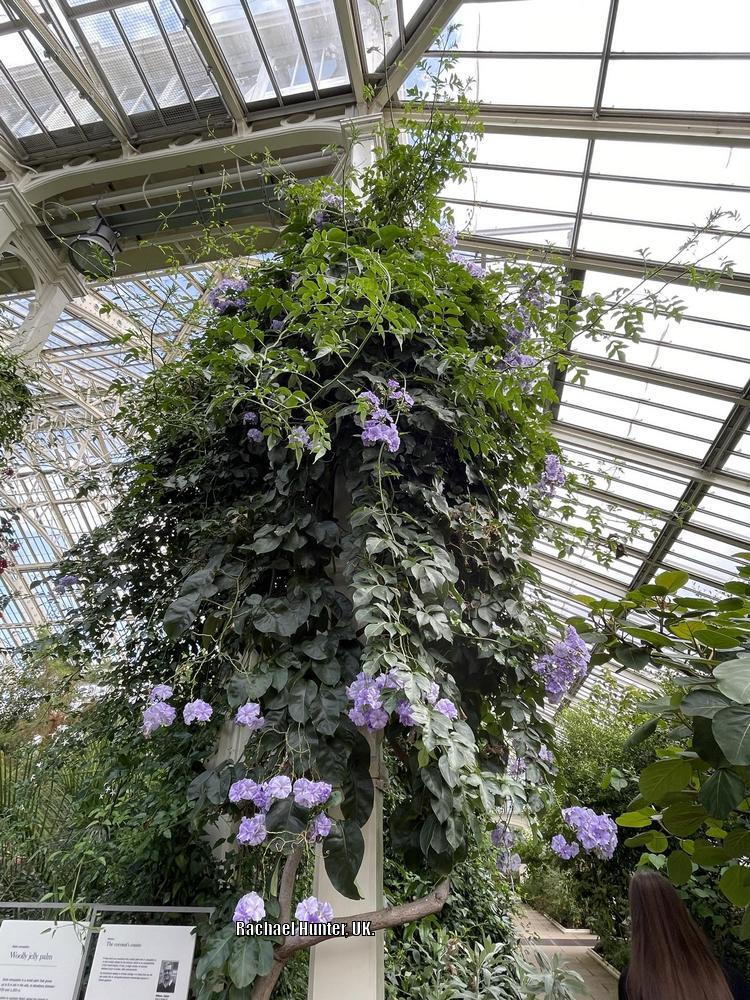 Photo of the entire plant of Costa Rica Nightshade (Solanum wendlandii ...