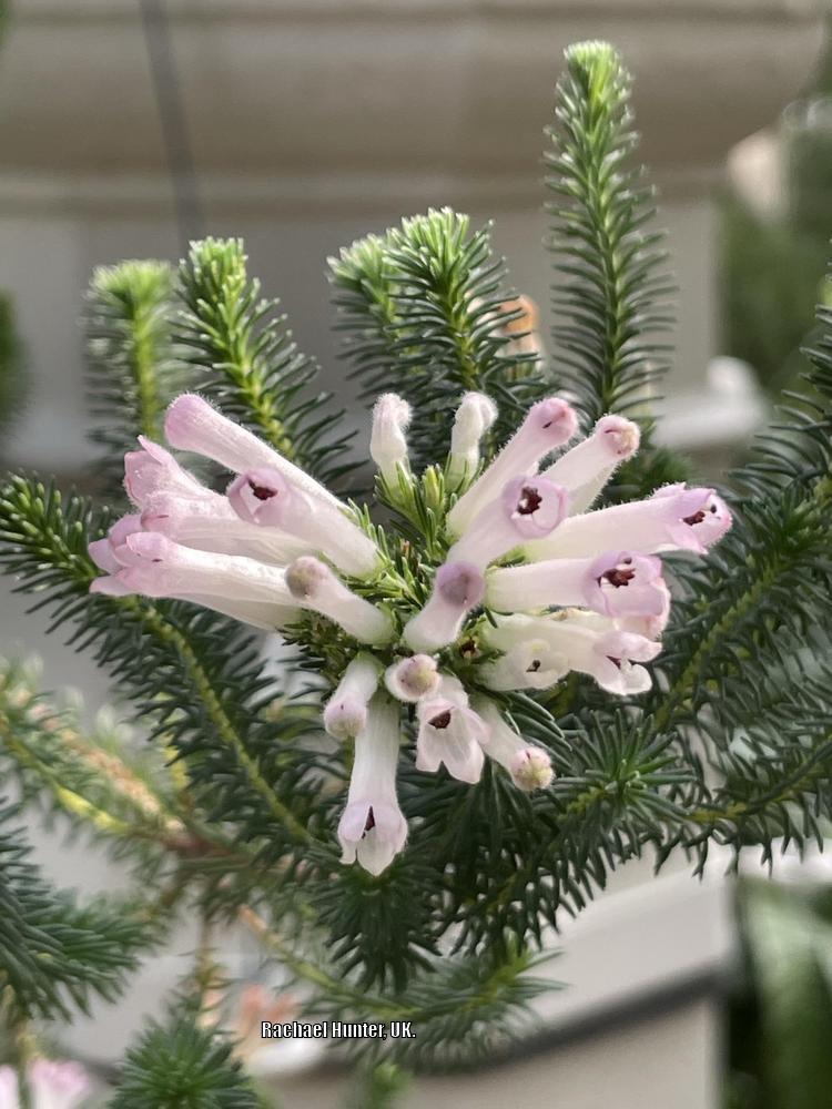 Photo of the bloom of Erica (Erica verticillata) posted by ...