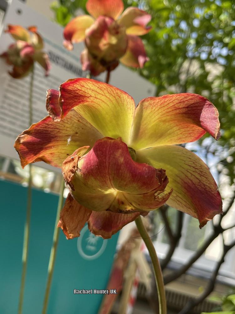 Photo of the bloom of White Pitcher Plant (Sarracenia leucophylla ...