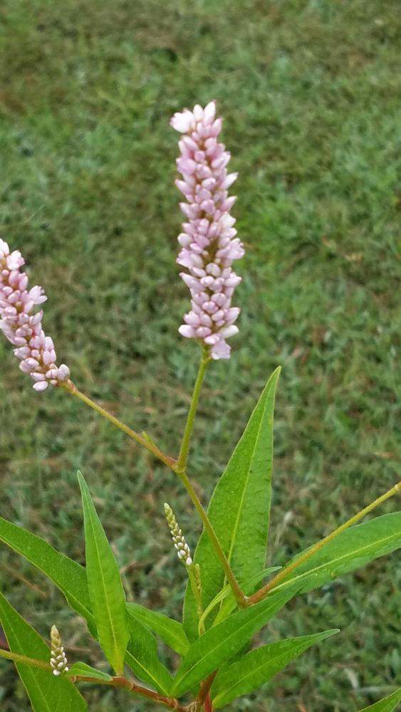 Pennsylvania smartweed? in the Plant ID forum - Garden.org