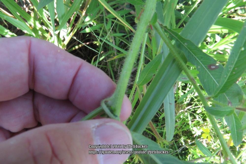 Photo of the stem, scape, stalk or bark of Anglestem primrose-willow ...