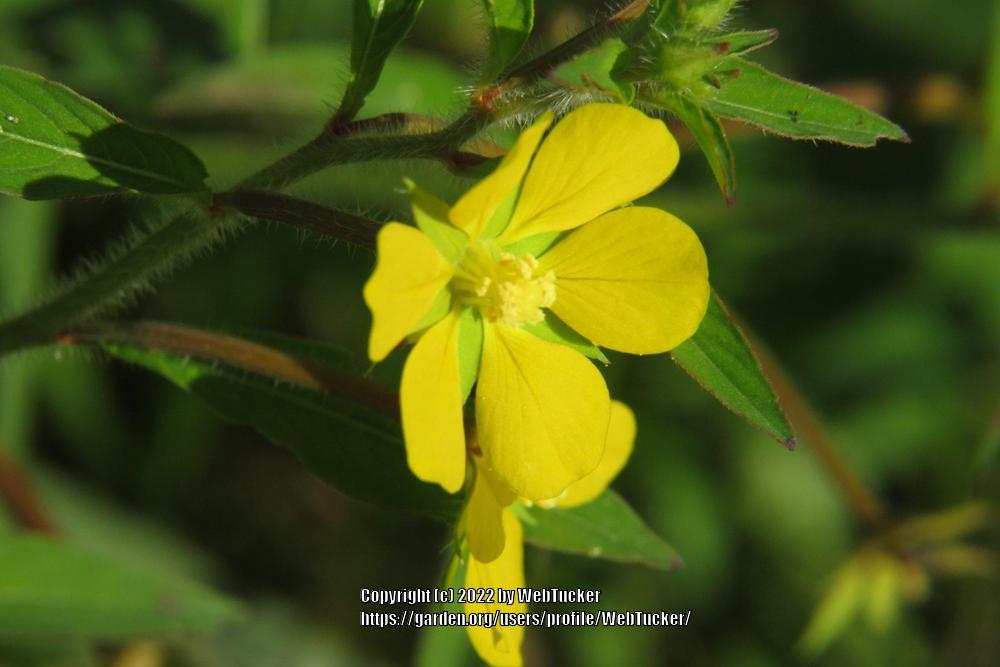 Photo of the stamens, filaments and pistils of Anglestem primrose ...