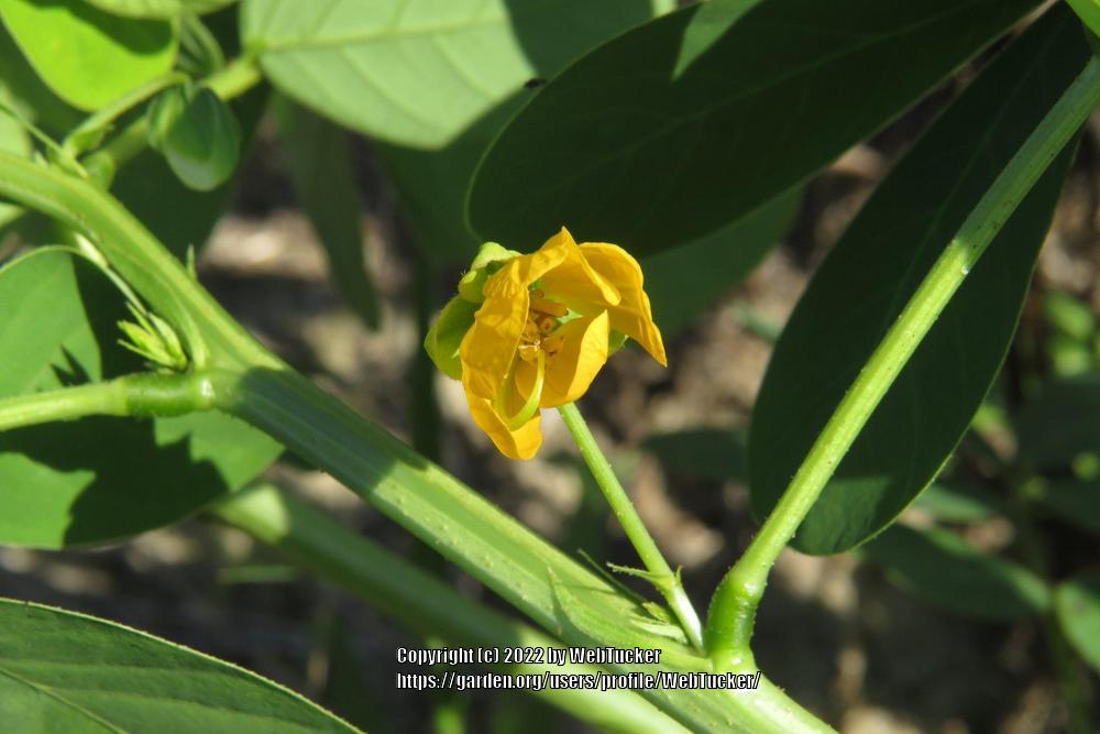 Photo of the bloom of Sicklepod (Senna obtusifolia) posted by WebTucker ...