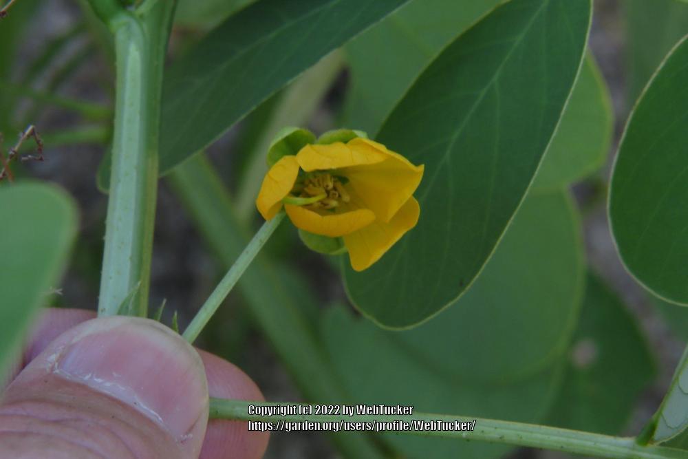 Photo of the bloom of Sicklepod (Senna obtusifolia) posted by WebTucker ...