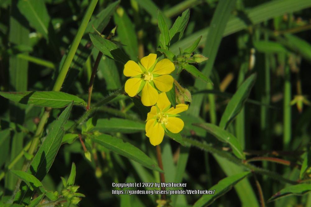 Photo of the bloom of Anglestem primrose-willow (Ludwigia leptocarpa ...