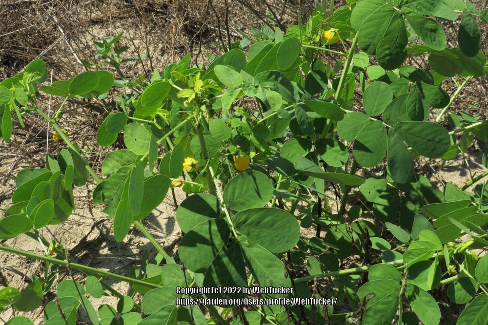 Photo of the entire plant of Sicklepod (Senna obtusifolia) posted by ...