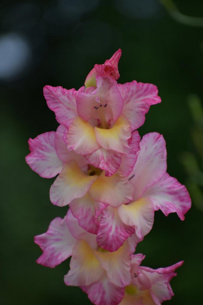 Photo of the bloom of Hybrid Gladiola (Gladiolus 'My Love') posted by ...