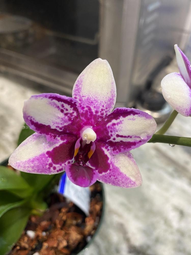 Photo of the bloom of Orchid (Phalaenopsis Jia Ho Summer Love) posted ...